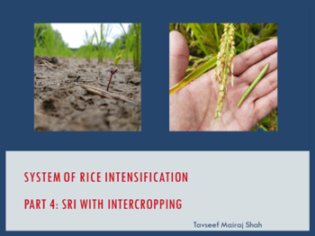 System of Rice Intensification, Part 2: SRI Principles and Relevance
